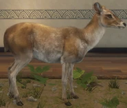 Javan Rusa | TheHunter: Call of the Wild Wiki | Fandom