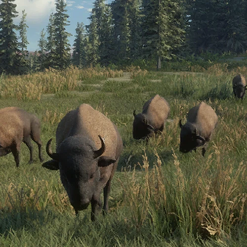 European Bison Hunting