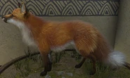 Red Fox | TheHunter: Call of the Wild Wiki | Fandom