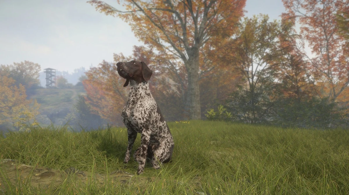 German Shorthaired Pointer | TheHunter: Call of the Wild Wiki | Fandom
