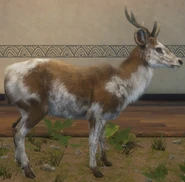 Javan Rusa | TheHunter: Call of the Wild Wiki | Fandom