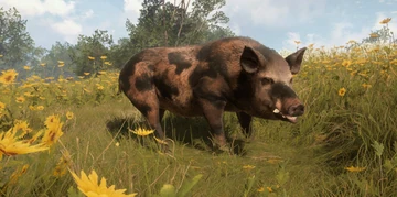 Big Wild Pig Pink
