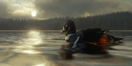 Harlequin Duck | TheHunter: Call of the Wild Wiki | Fandom