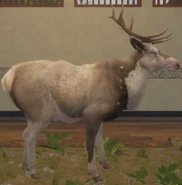 Manitoban Elk | TheHunter: Call of the Wild Wiki | Fandom