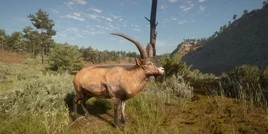 Beceite Ibex | TheHunter: Call of the Wild Wiki | Fandom