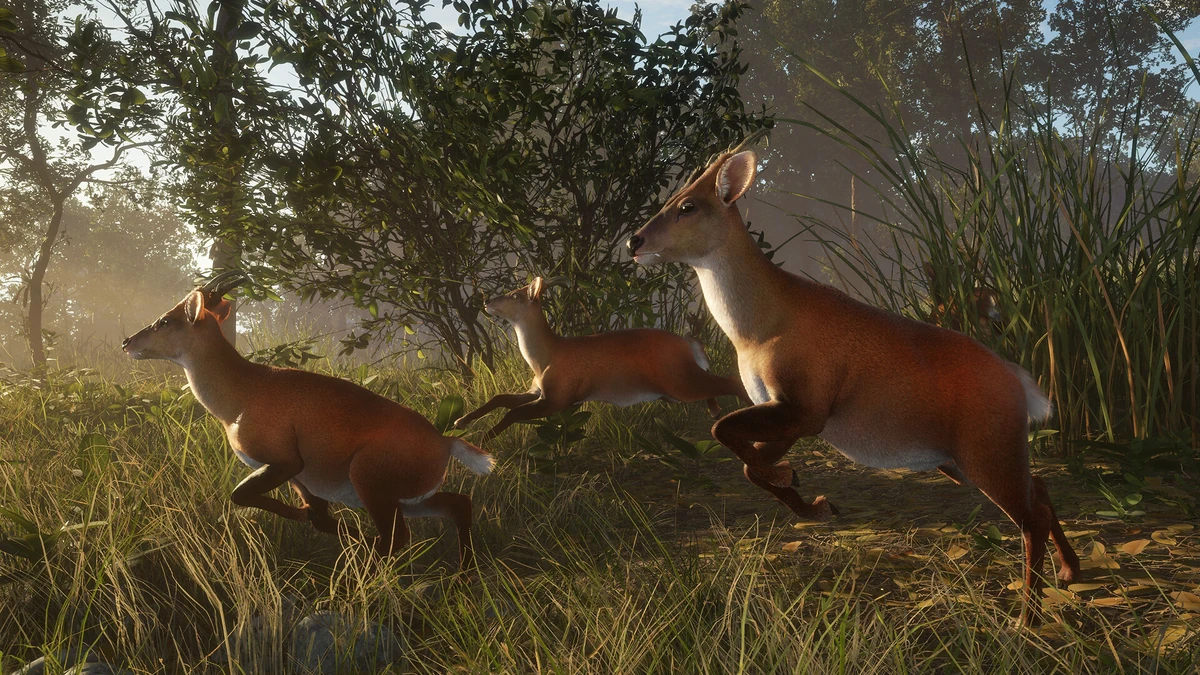 Northern Red Muntjac | TheHunter: Call of the Wild Wiki | Fandom
