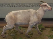 Blue Sheep | TheHunter: Call of the Wild Wiki | Fandom