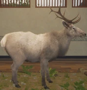 Manitoban Elk | TheHunter: Call of the Wild Wiki | Fandom