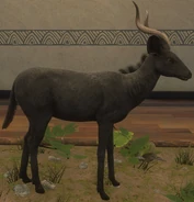 Lesser Kudu | TheHunter: Call of the Wild Wiki | Fandom