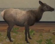 Manitoban Elk | TheHunter: Call of the Wild Wiki | Fandom
