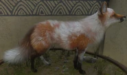 Red Fox | TheHunter: Call of the Wild Wiki | Fandom