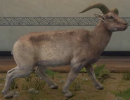 Blue Sheep | TheHunter: Call of the Wild Wiki | Fandom