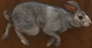 Eastern Cottontail Rabbit | TheHunter: Call of the Wild Wiki | Fandom