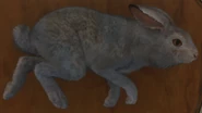 Woolly Hare | TheHunter: Call of the Wild Wiki | Fandom