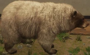 Black Bear | TheHunter: Call of the Wild Wiki | Fandom