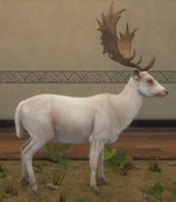 Fallow Deer | TheHunter: Call of the Wild Wiki | Fandom