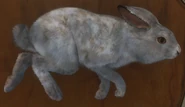 Woolly Hare | TheHunter: Call of the Wild Wiki | Fandom