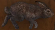 Woolly Hare | TheHunter: Call of the Wild Wiki | Fandom