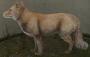 Tibetan Fox | TheHunter: Call of the Wild Wiki | Fandom