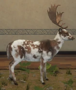 Fallow Deer | TheHunter: Call of the Wild Wiki | Fandom
