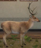 Barasingha | TheHunter: Call of the Wild Wiki | Fandom