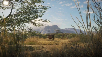 Gemsbok | TheHunter: Call of the Wild Wiki | Fandom