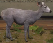 Mule Deer | TheHunter: Call of the Wild Wiki | Fandom