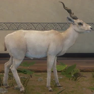Blackbuck | TheHunter: Call of the Wild Wiki | Fandom