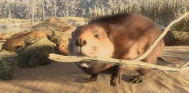 North American Beaver | TheHunter: Call of the Wild Wiki | Fandom