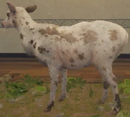 Manitoban Elk | TheHunter: Call of the Wild Wiki | Fandom