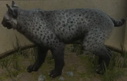 Bobcat | TheHunter: Call of the Wild Wiki | Fandom