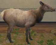 Manitoban Elk | TheHunter: Call of the Wild Wiki | Fandom