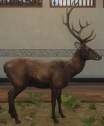 Barasingha | TheHunter: Call of the Wild Wiki | Fandom