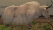 Wild Yak | TheHunter: Call of the Wild Wiki | Fandom