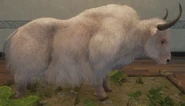 Wild Yak | TheHunter: Call of the Wild Wiki | Fandom