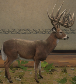 Whitetail Deer TheHunter Call of the Wild Wiki Fandom