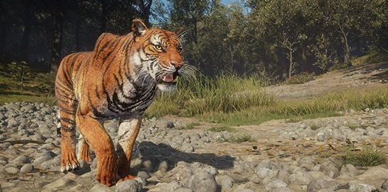Bengal Tiger | TheHunter: Call of the Wild Wiki | Fandom