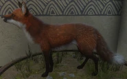 Red Fox | TheHunter: Call of the Wild Wiki | Fandom