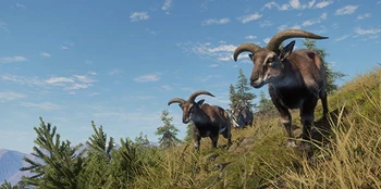 Blue Sheep | TheHunter: Call of the Wild Wiki | Fandom