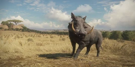 Warthog | TheHunter: Call of the Wild Wiki | Fandom