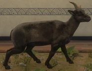 Blue Sheep | TheHunter: Call of the Wild Wiki | Fandom