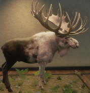 Moose | TheHunter: Call of the Wild Wiki | Fandom