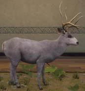 Mule Deer | TheHunter: Call of the Wild Wiki | Fandom