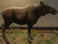 Moose | TheHunter: Call of the Wild Wiki | Fandom