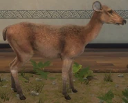 Barasingha | TheHunter: Call of the Wild Wiki | Fandom