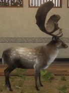 Fallow Deer | TheHunter: Call of the Wild Wiki | Fandom