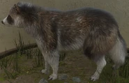 Raccoon Dog | TheHunter: Call of the Wild Wiki | Fandom