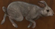 Eastern Cottontail Rabbit | TheHunter: Call of the Wild Wiki | Fandom