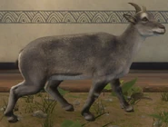 Blue Sheep | TheHunter: Call of the Wild Wiki | Fandom