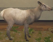 Manitoban Elk | TheHunter: Call of the Wild Wiki | Fandom